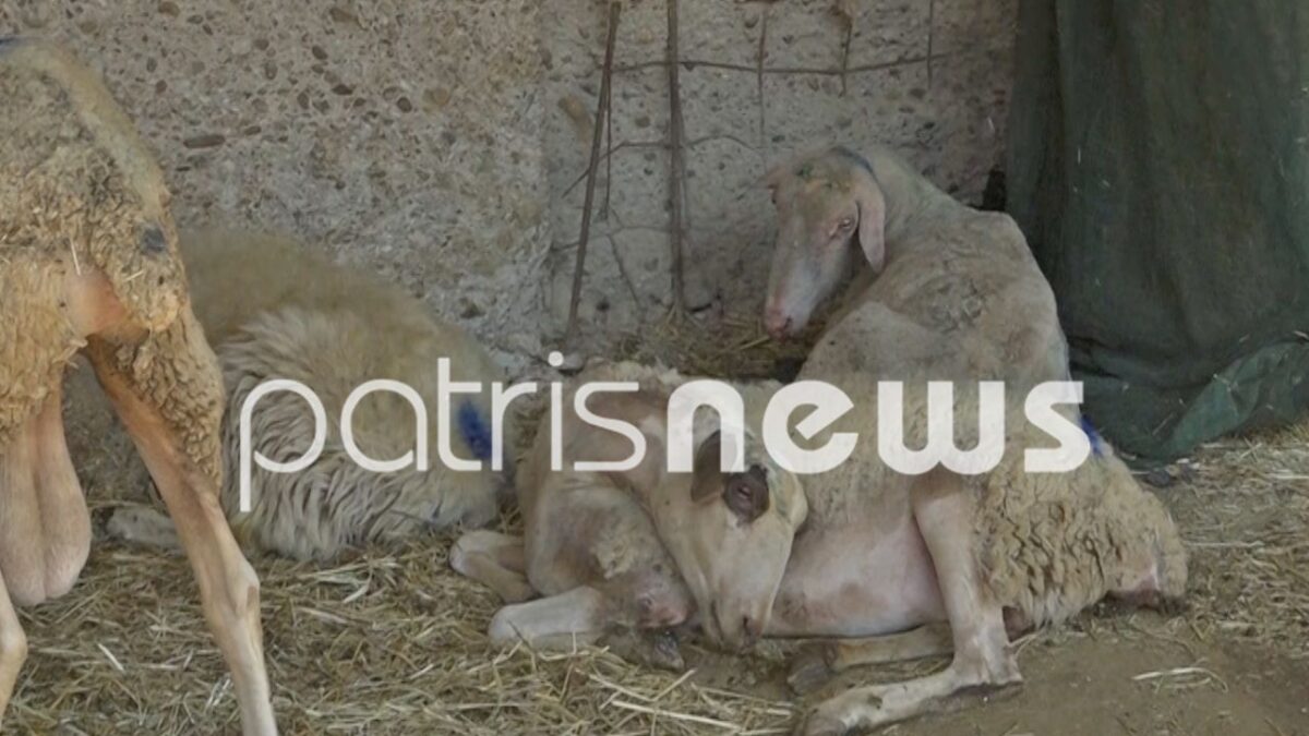 Ιωάννα Γεωργακοπούλου: Η μεγάλη ρεμπέτισσα από τον Πύργο - PatrisNews ...